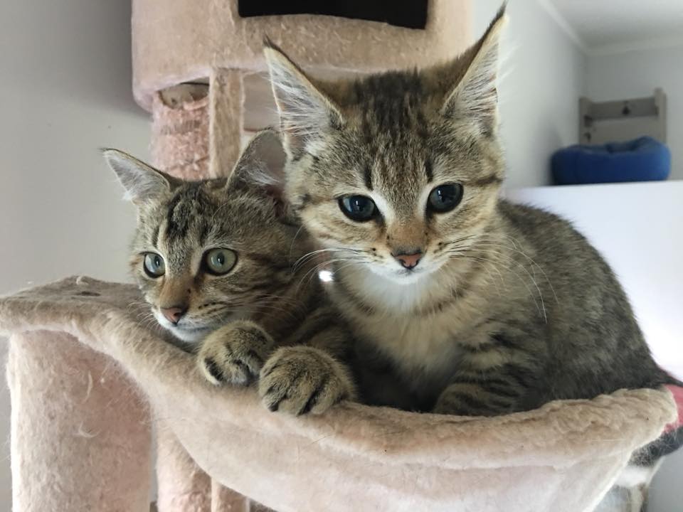Deloraine Cattery - Premium Cat Boarding & Care Services